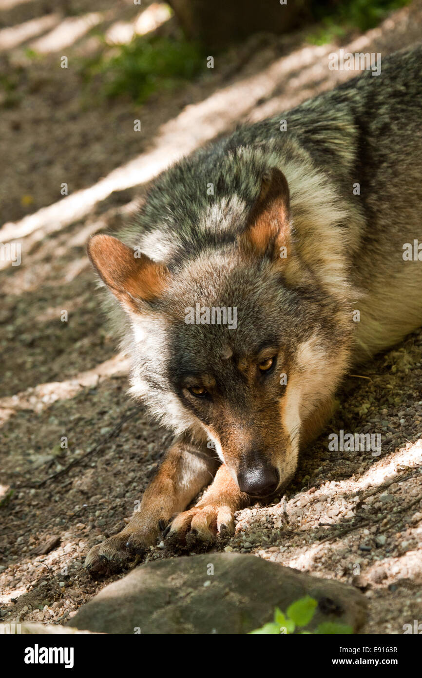 Sleeping gray wolf canis hi-res stock photography and images - Alamy
