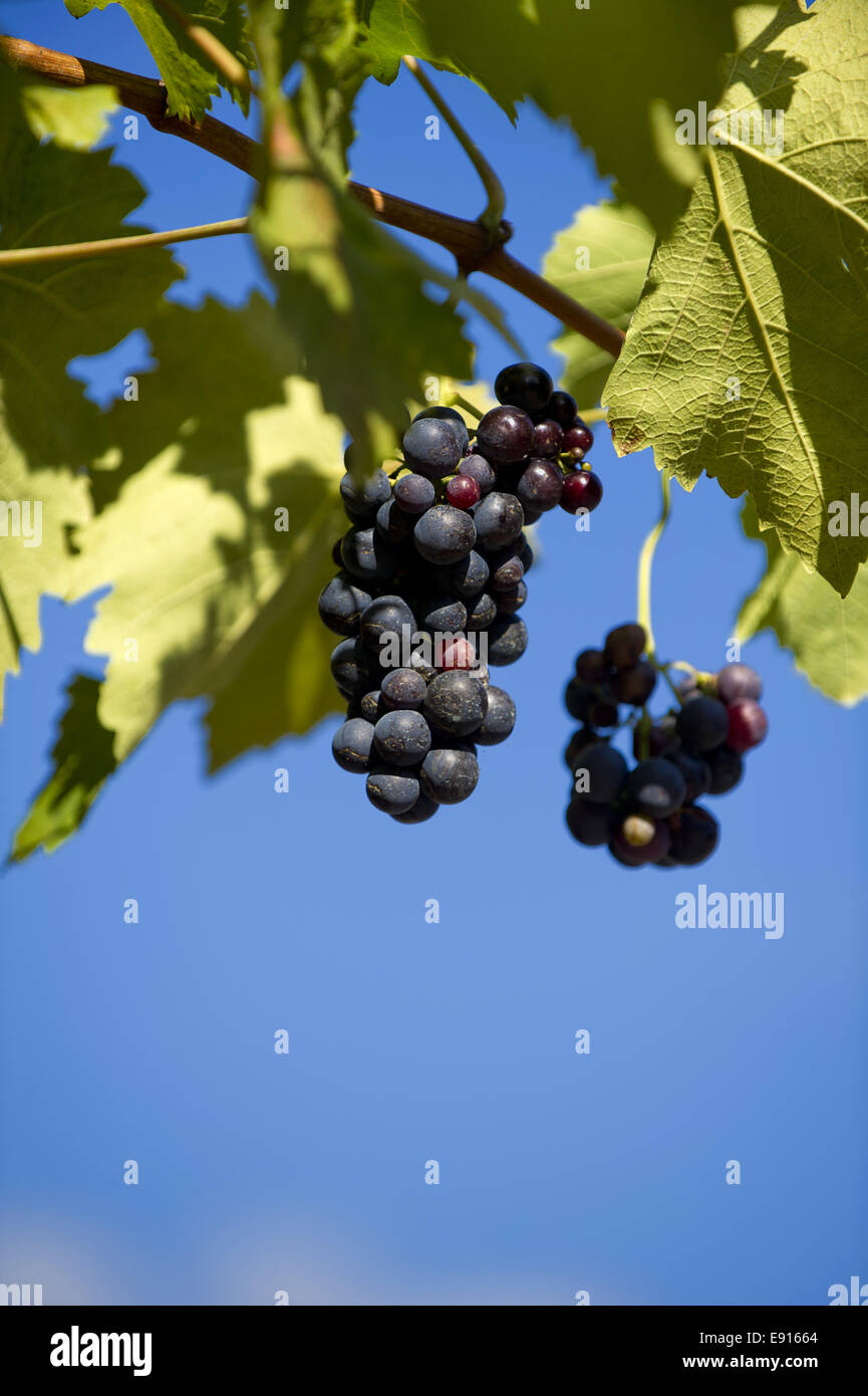 Vine with grapes Stock Photo - Alamy