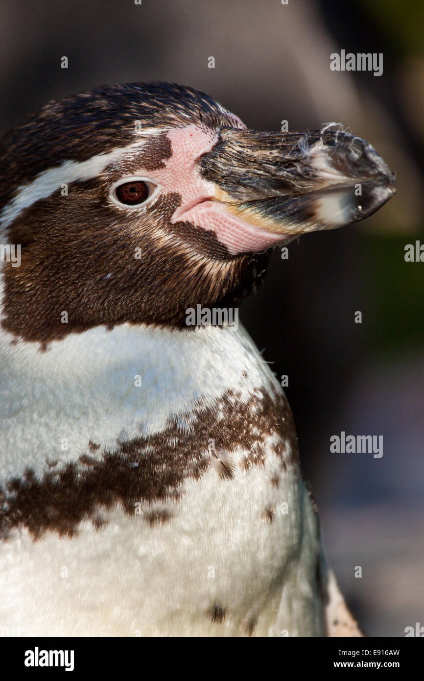 Humboldt Penguin, Peruvian Penguin Stock Photo - Alamy