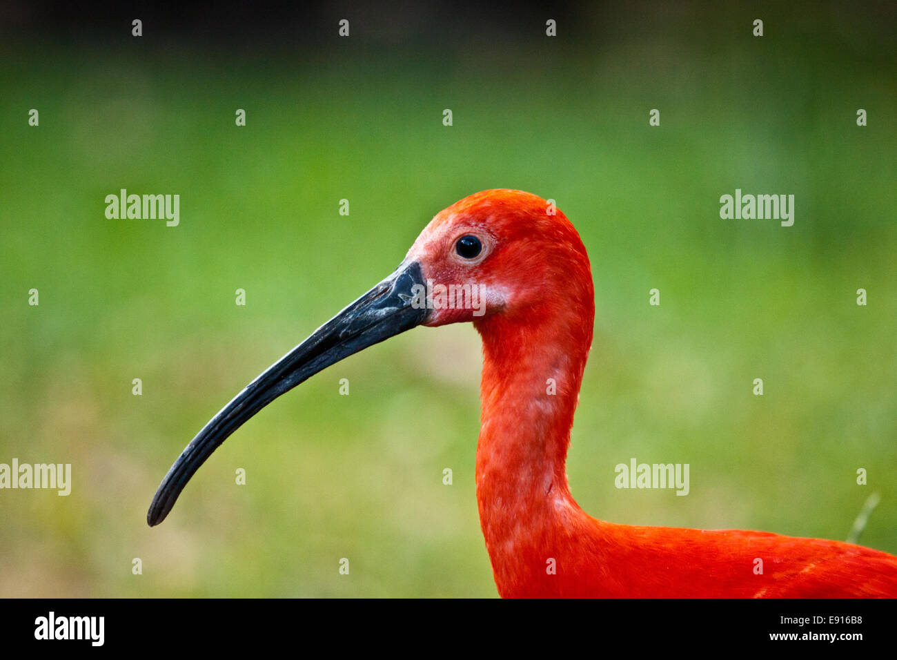 Scarlet ibis flying hi-res stock photography and images - Alamy
