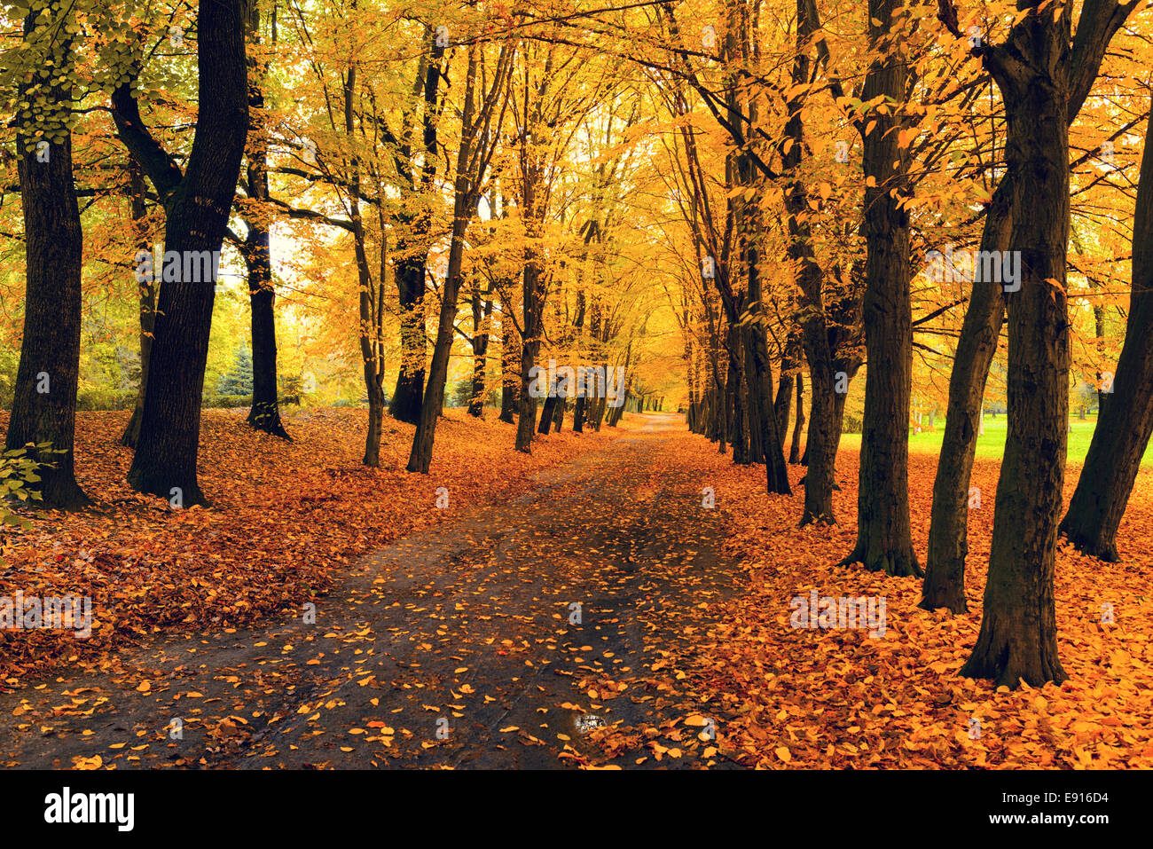 Beautiful autumn orange leaves hi-res stock photography and images - Alamy