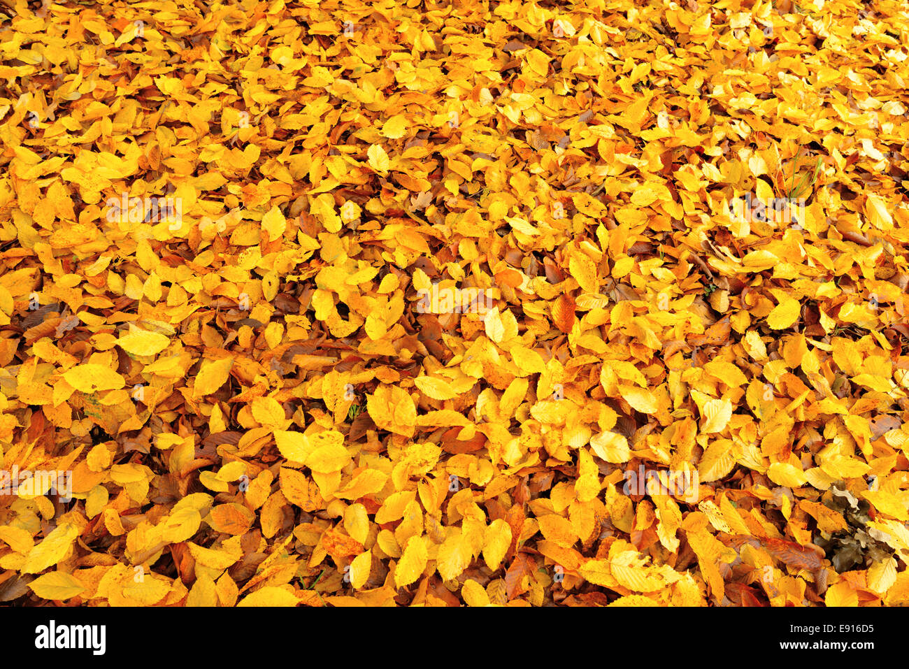 Beautiful orange autumn leaves in a park Stock Photo - Alamy