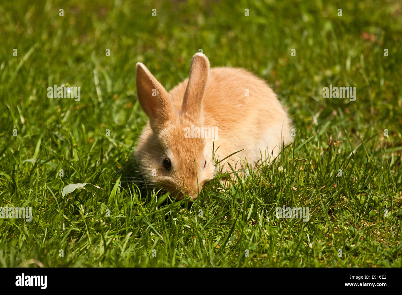 Pet rabbit hi-res stock photography and images - Alamy