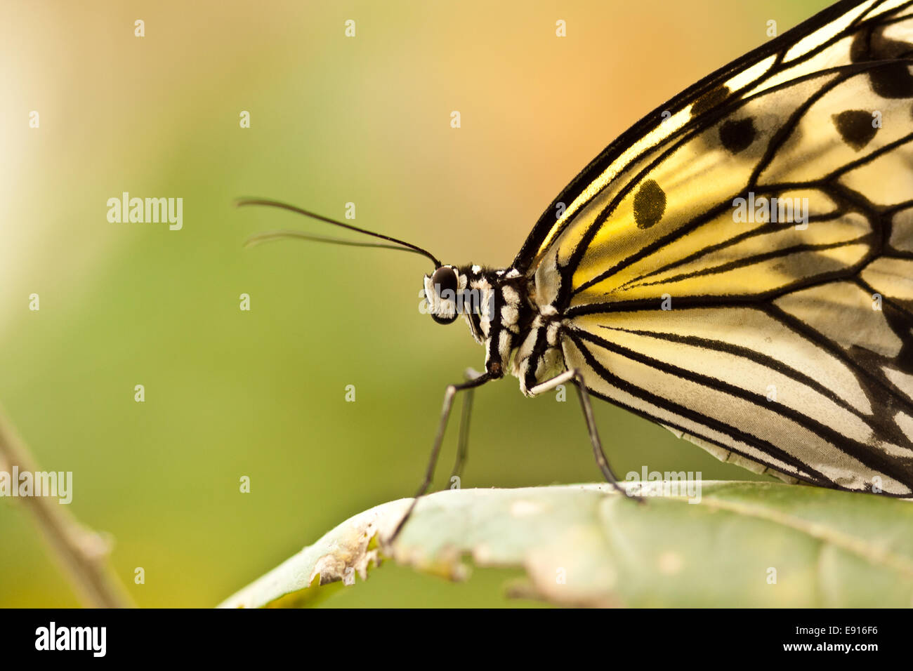 Paper kite butterfly flying hi-res stock photography and images - Alamy