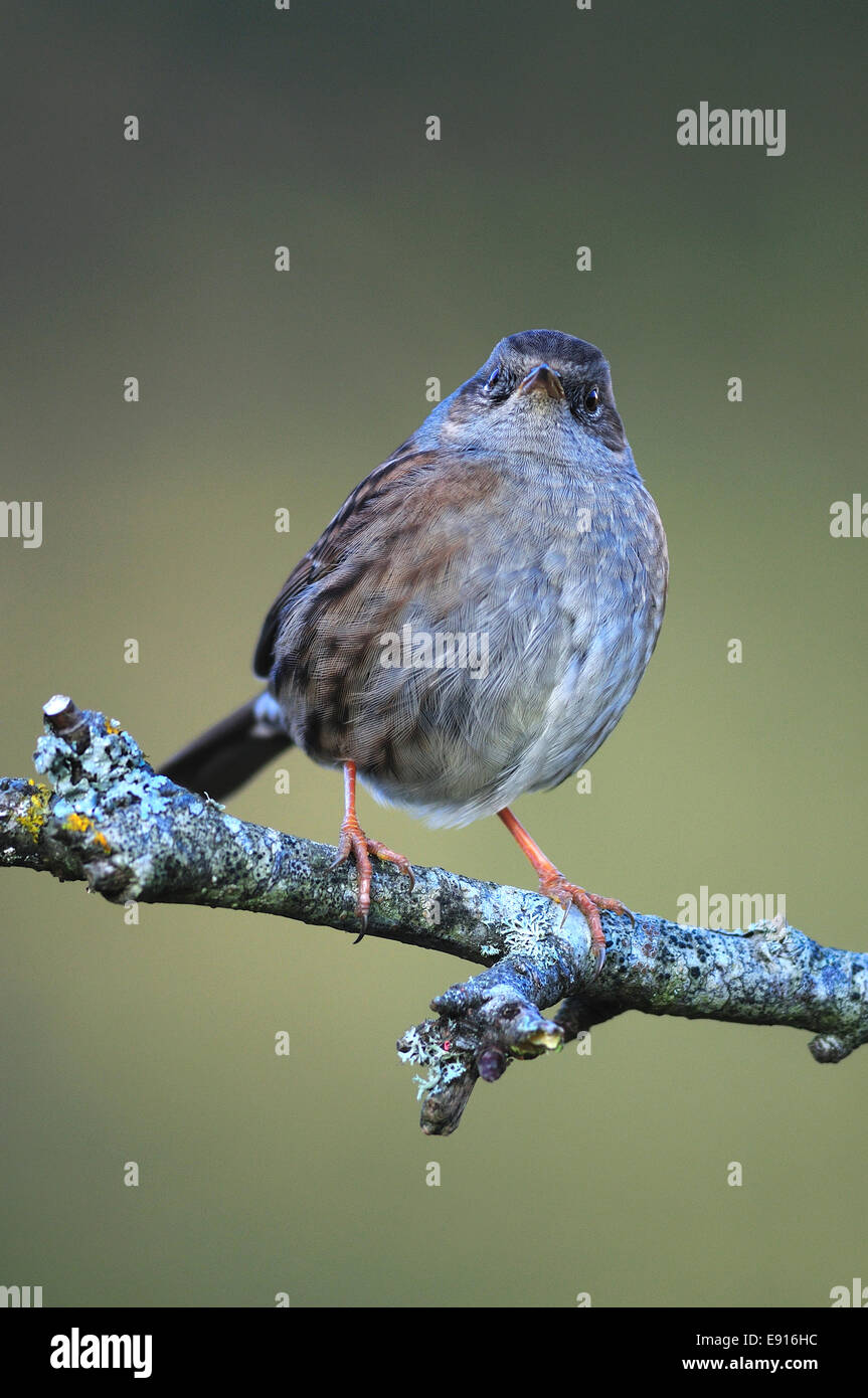 December 2009 hi-res stock photography and images - Alamy