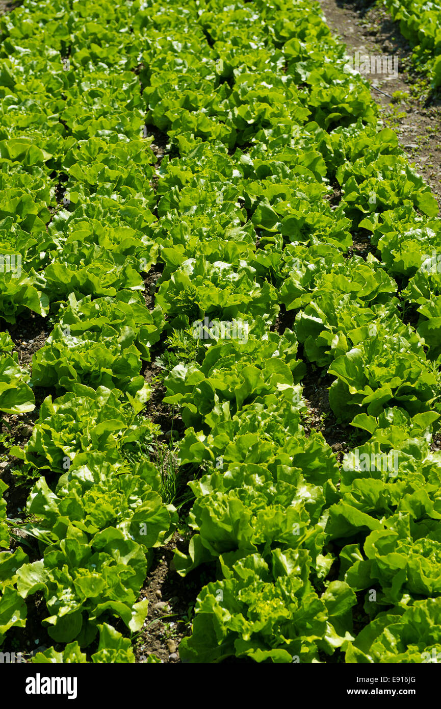 Lollo Rosso Salat High Resolution Stock Photography and Images - Alamy