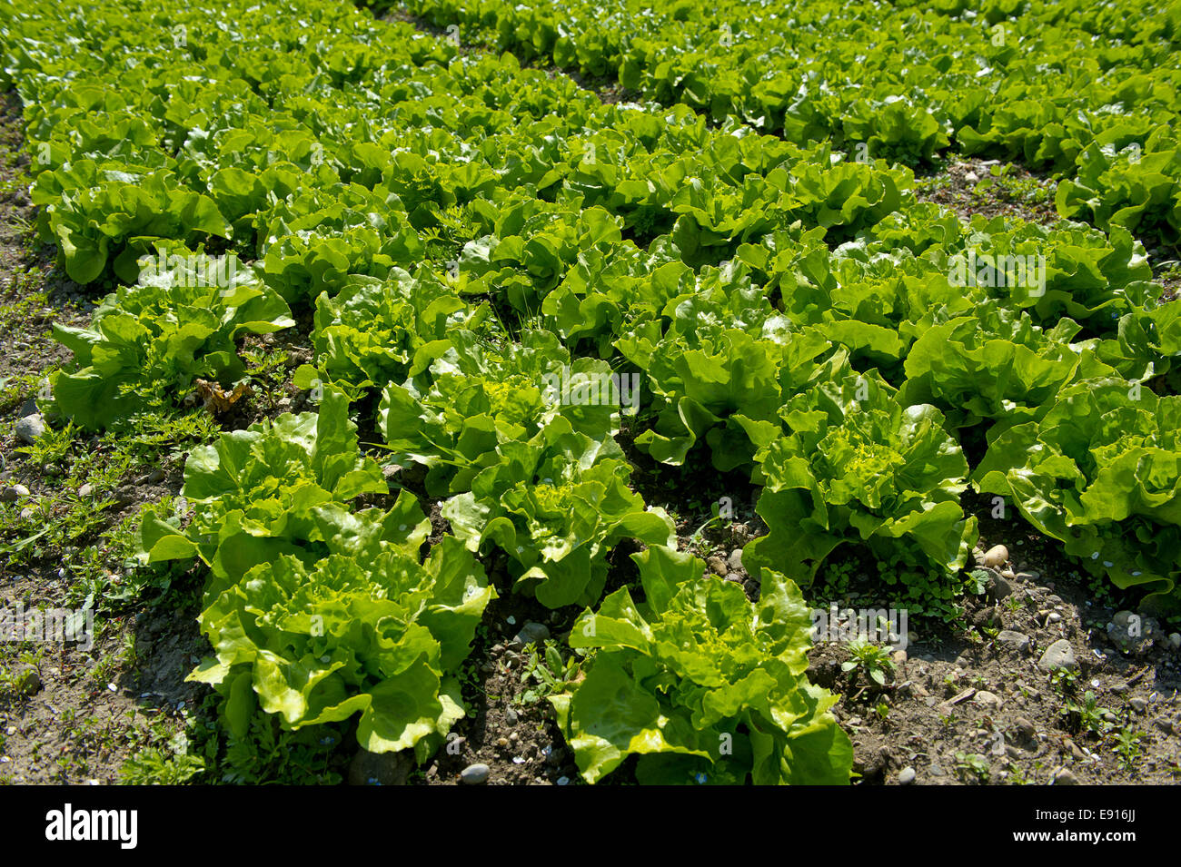 Lollo Rosso Salat High Resolution Stock Photography and Images - Alamy