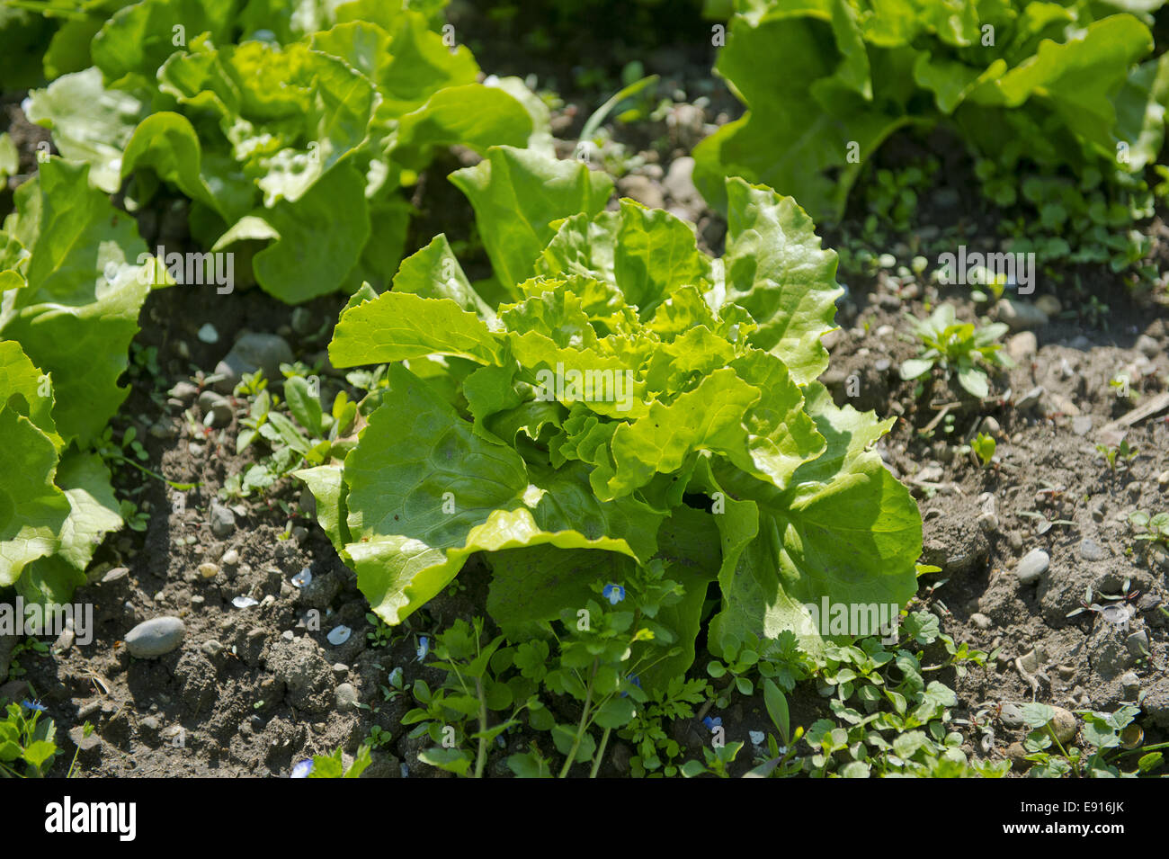 Green Lollo Rosso Stock Photo - Alamy