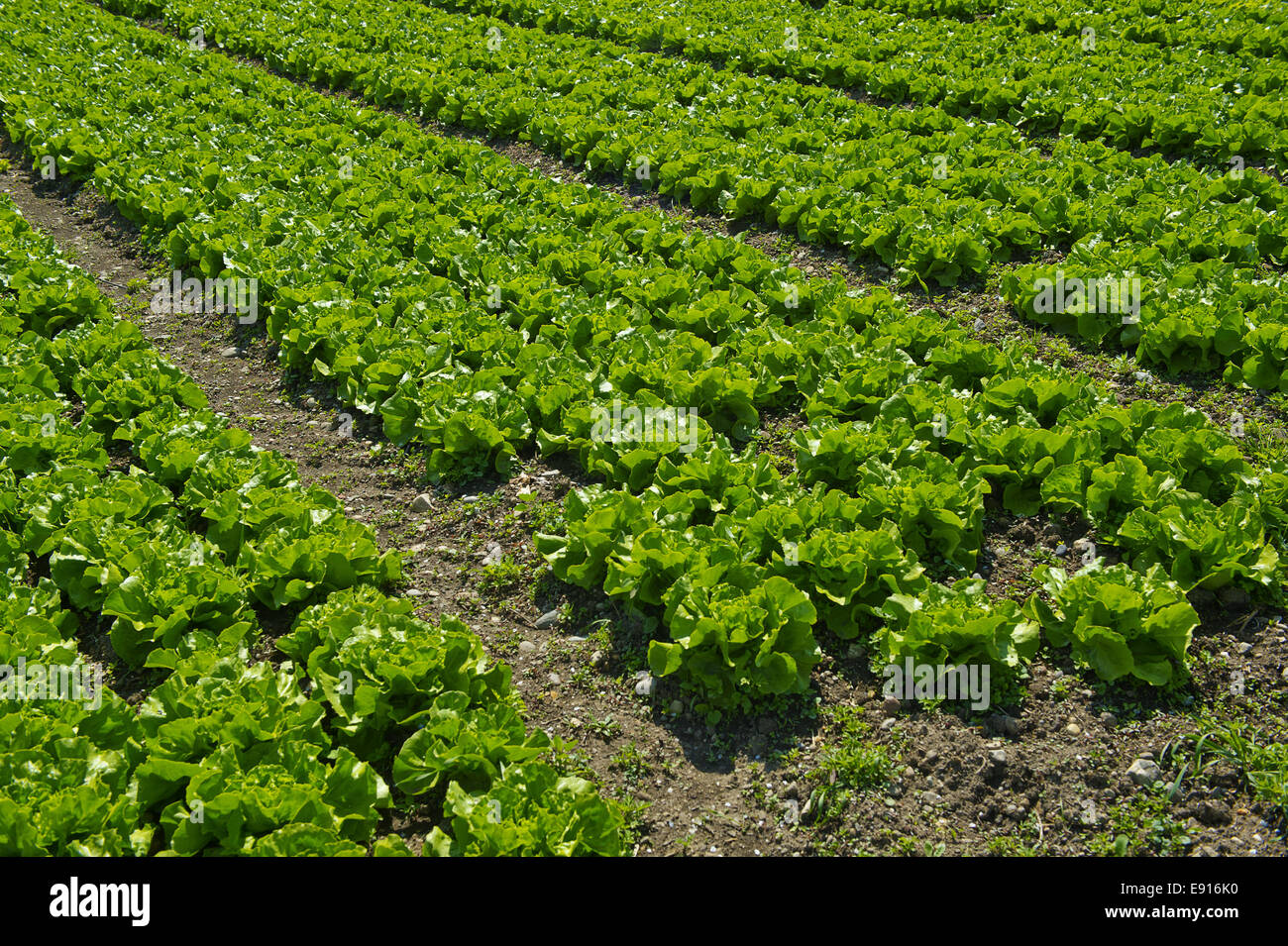 Green Lollo Rosso Stock Photo - Alamy