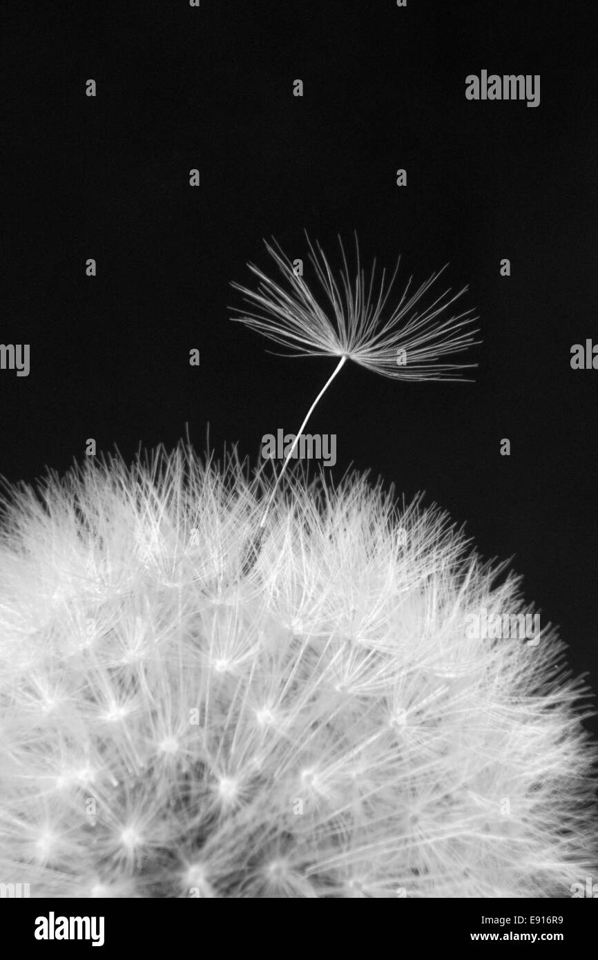 Fragile white dandelion seed Black and White Stock Photos & Images - Alamy