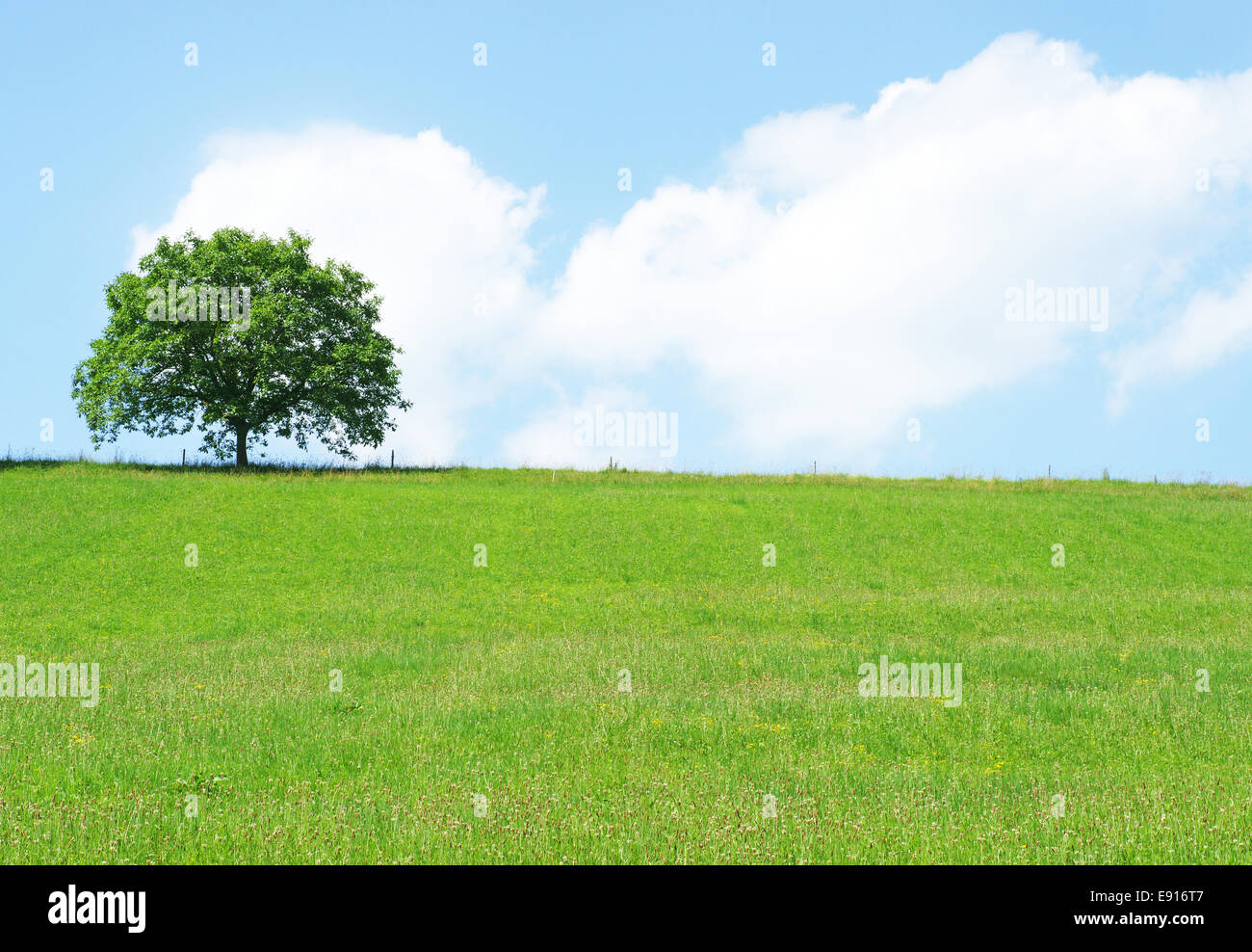 Beautiful Nature with Tree Stock Photo - Alamy