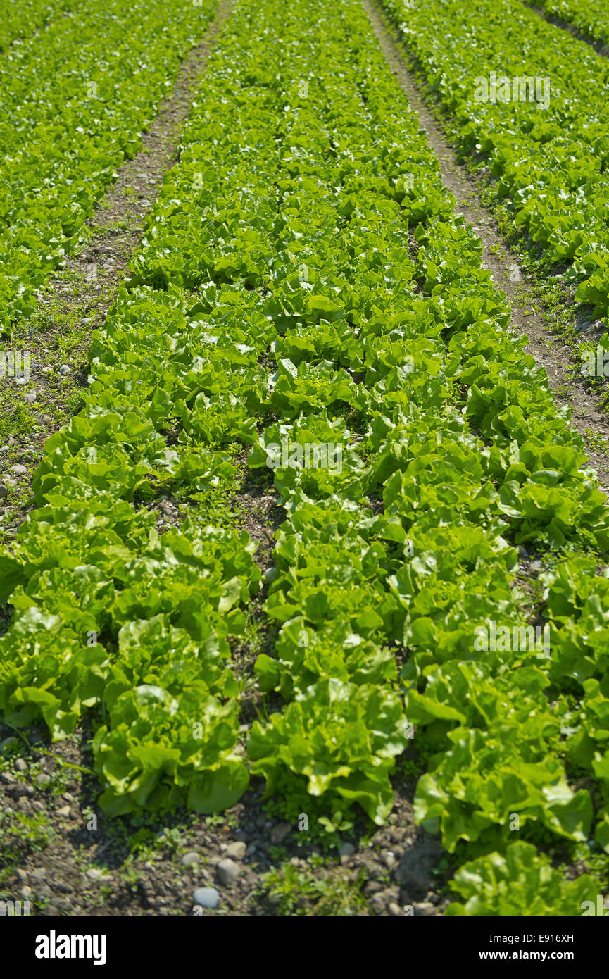 Lollo rosso salat hi-res stock photography and images - Alamy