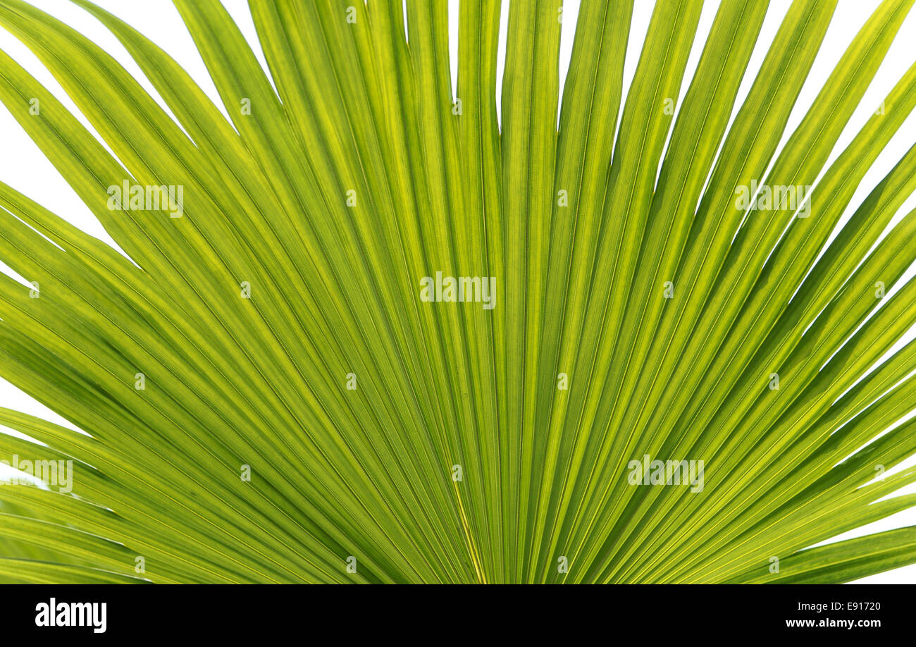 Palm - close-up view Stock Photo - Alamy