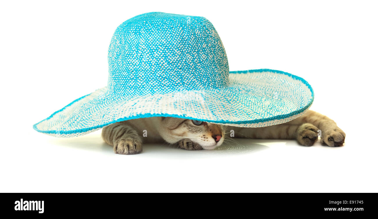 Cat in the hat hi-res stock photography and images - Alamy