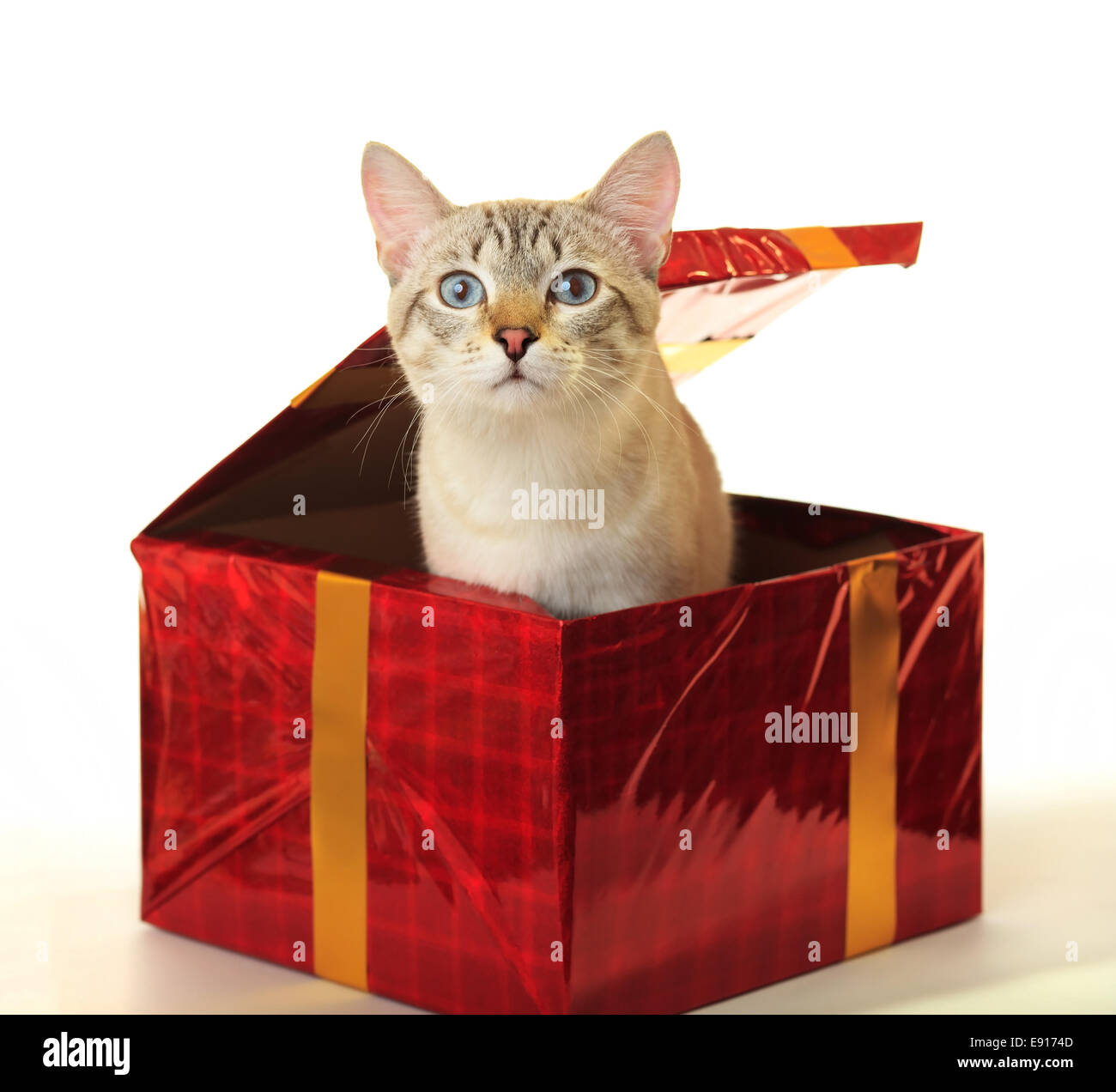 Cat as a gift Stock Photo - Alamy