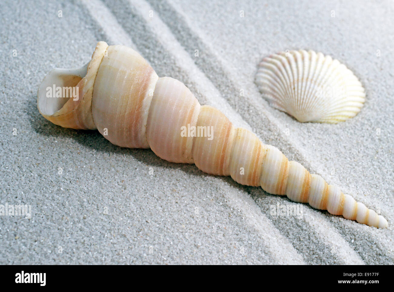 Shell with fine detail hi-res stock photography and images - Alamy