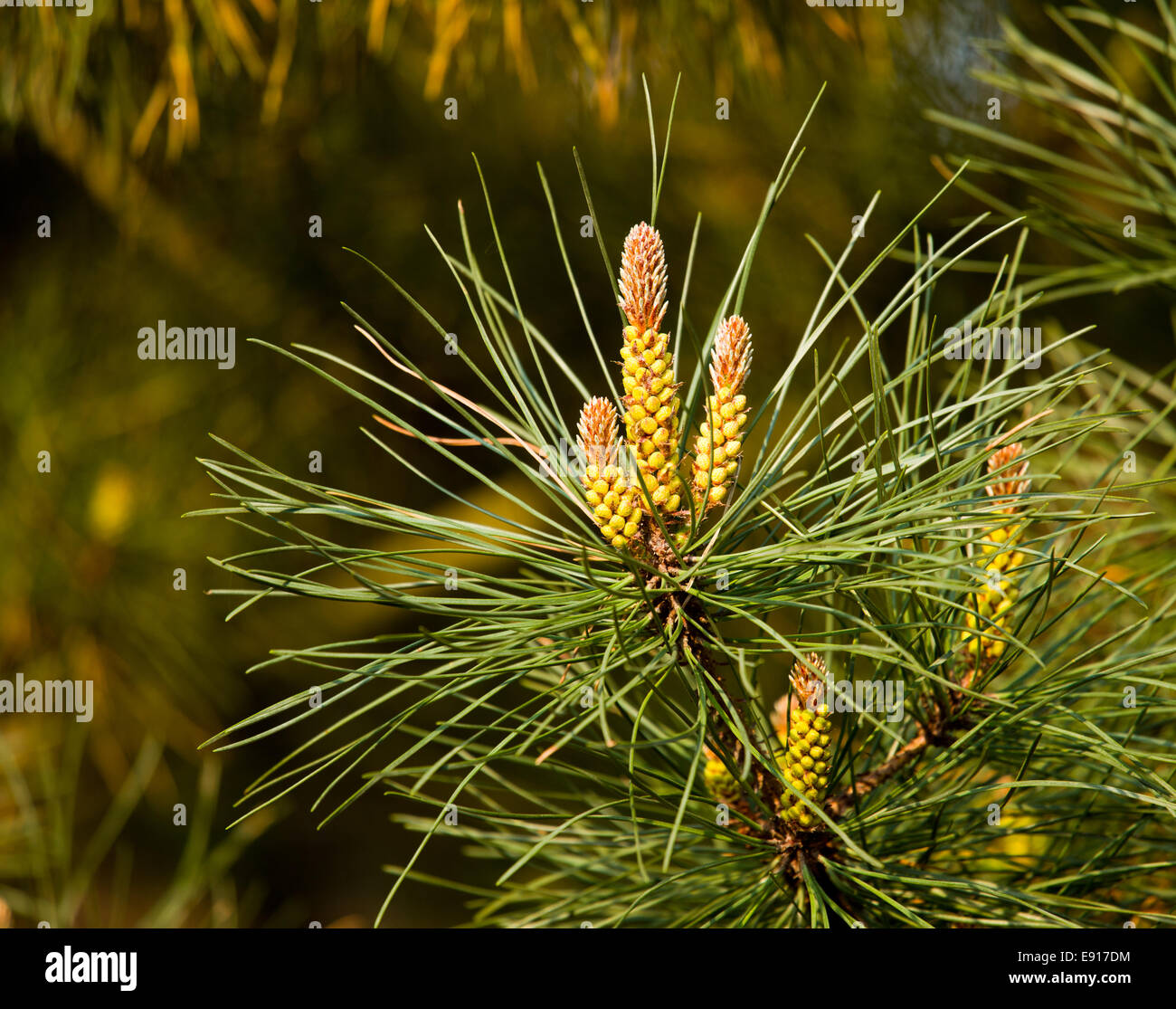 Rare Pine Cone