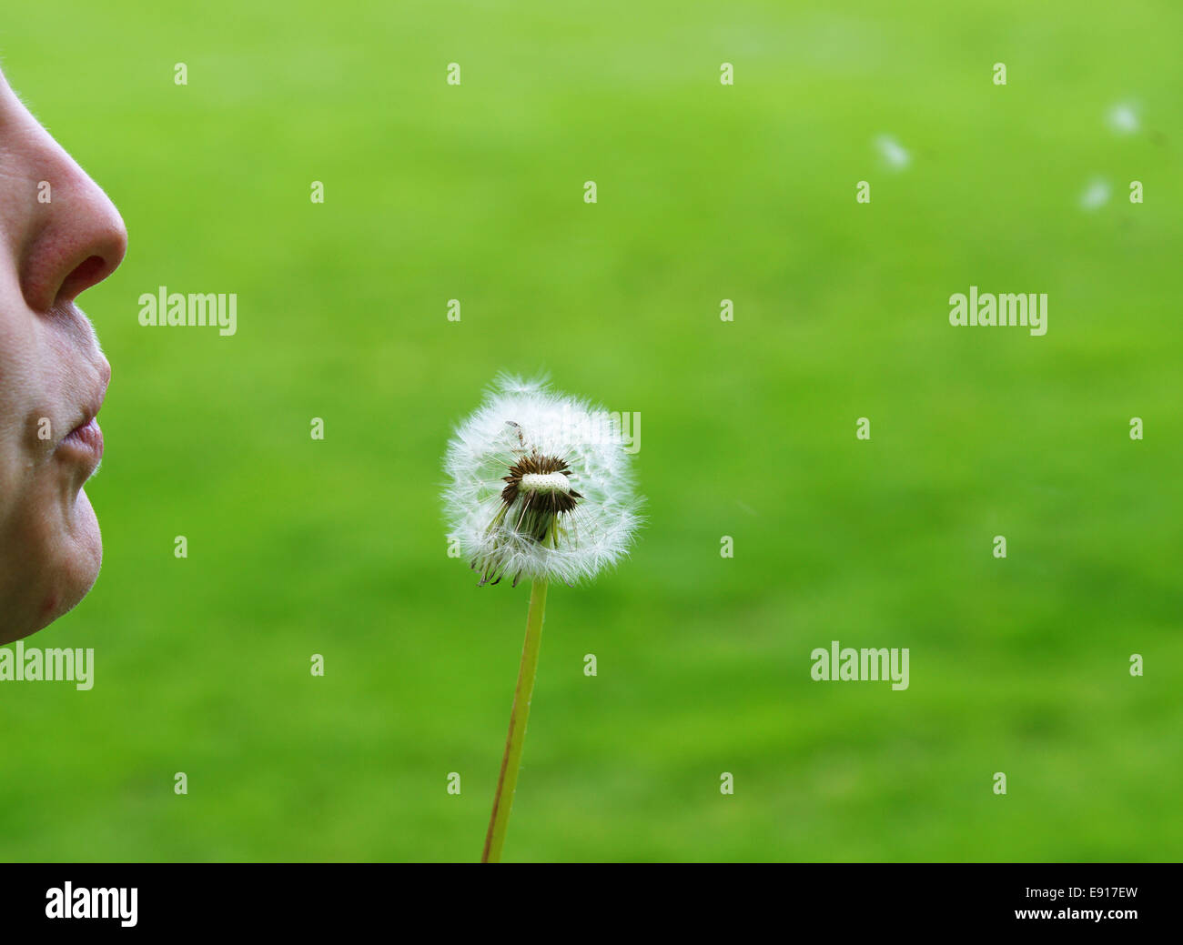 Lady with Dandelion Stock Photo - Alamy