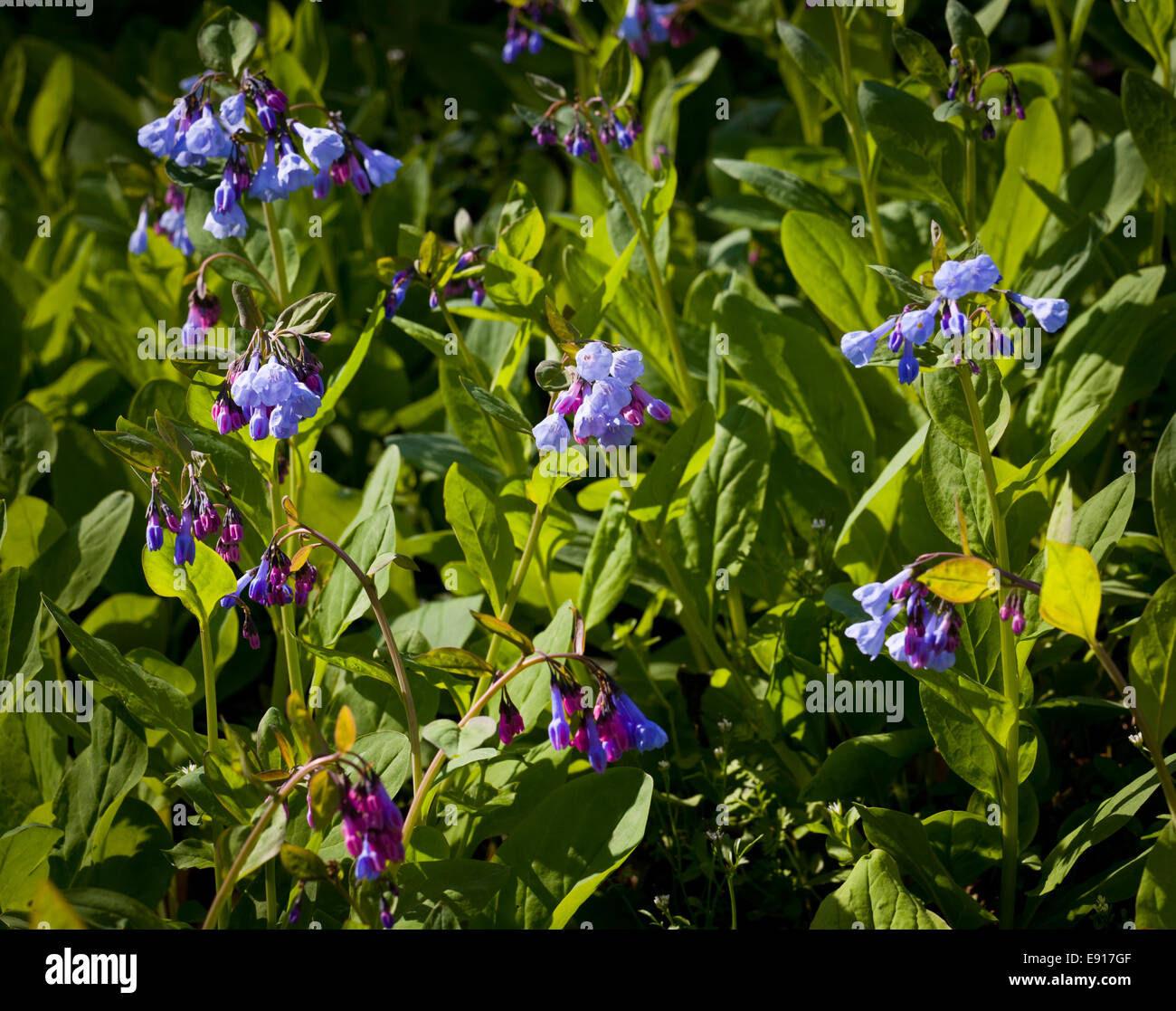 Bluebells in sun hi-res stock photography and images - Alamy