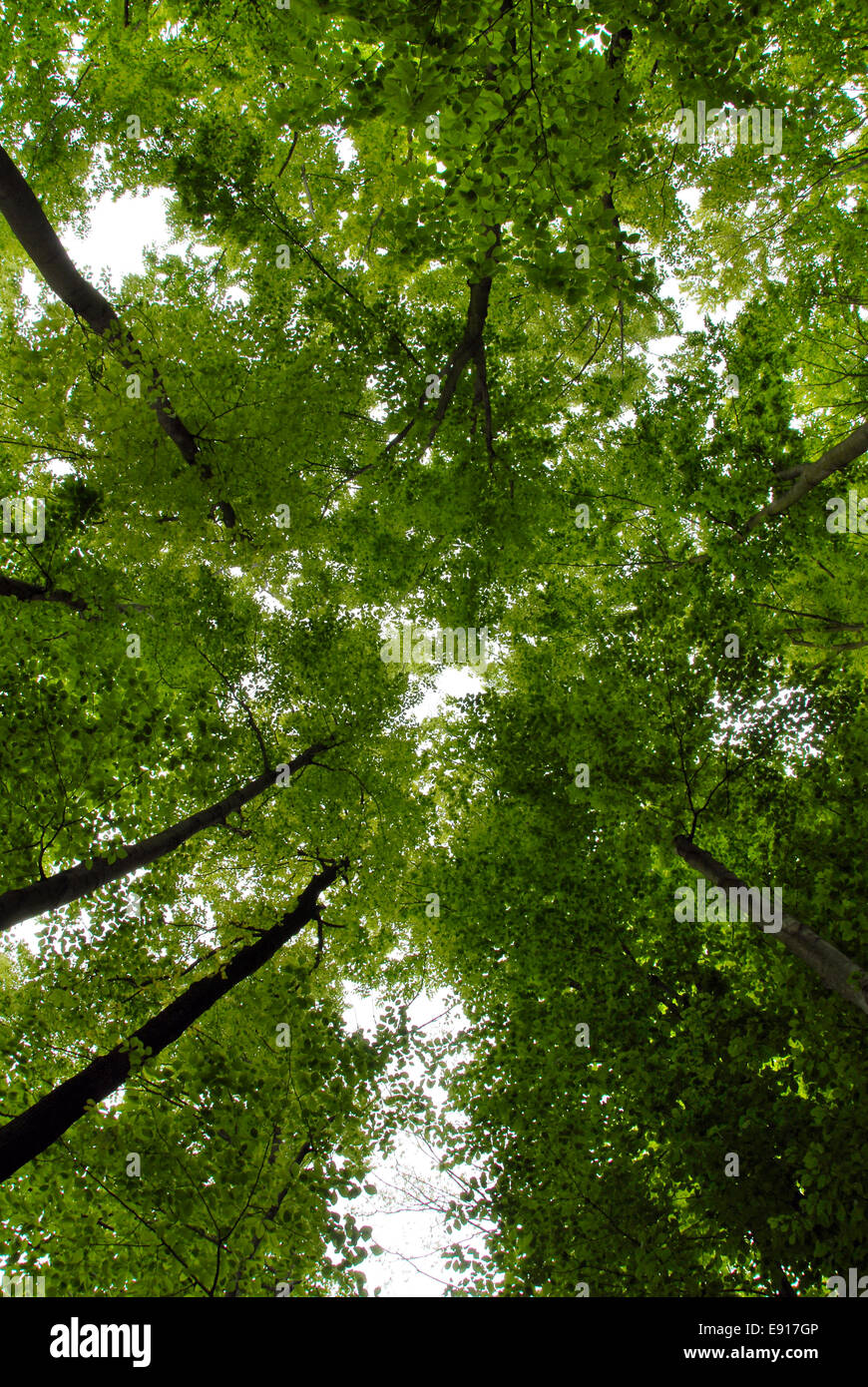Green trees frame Stock Photo - Alamy