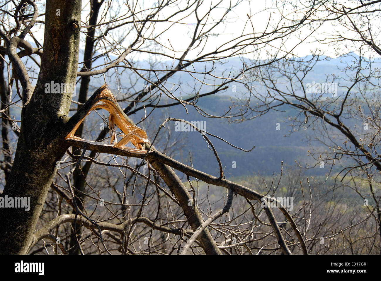 Broken branch one hi-res stock photography and images - Alamy