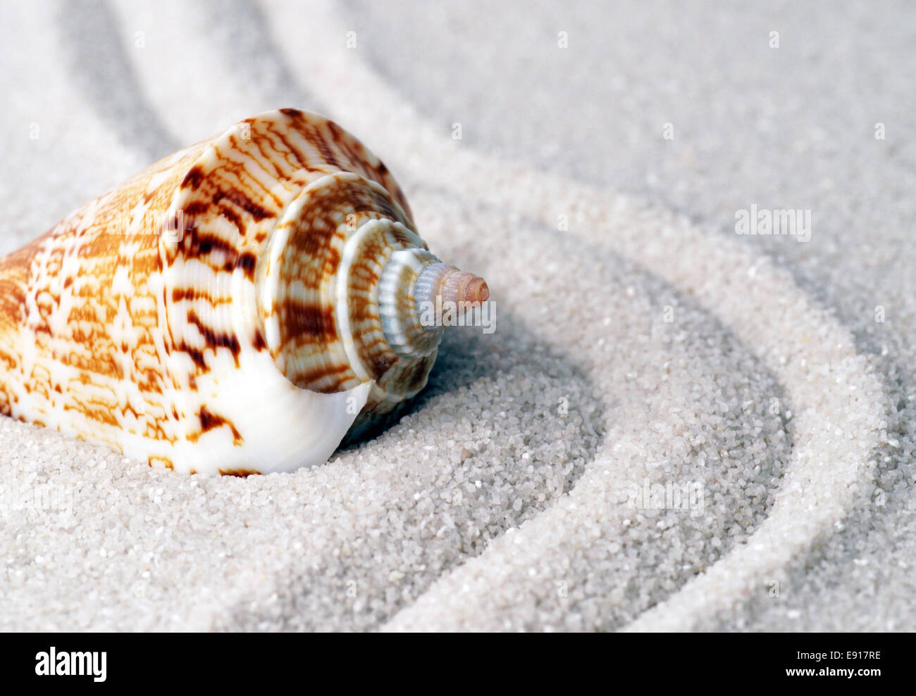 Shell on fine Sand - Wellness Concept Stock Photo - Alamy