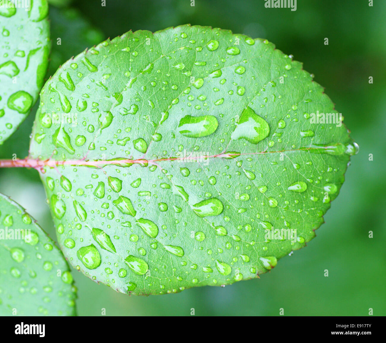 Green Rose Foil in the Rain Stock Photo - Alamy