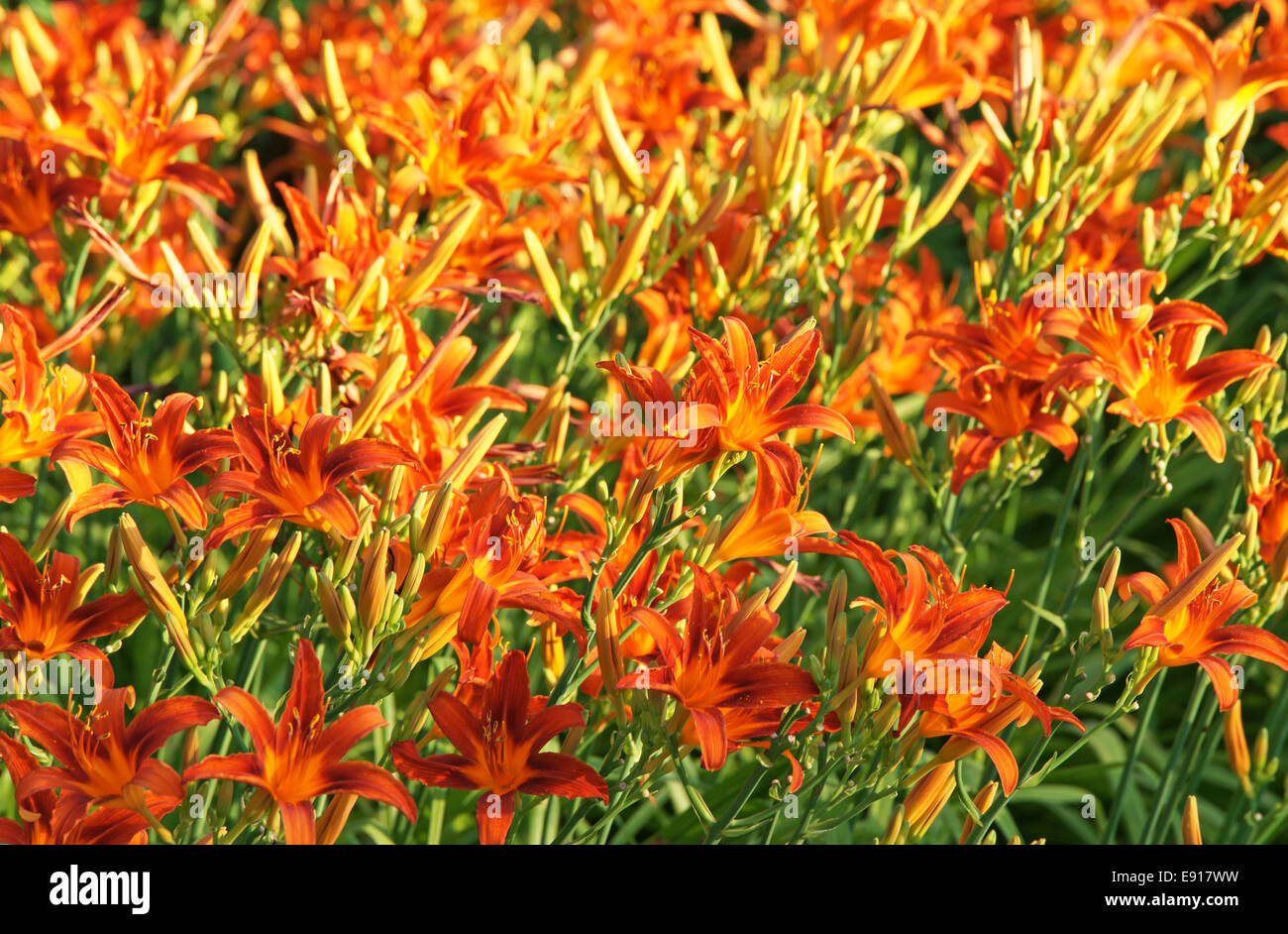 Orange Flowers in Summer Garden Stock Photo - Alamy