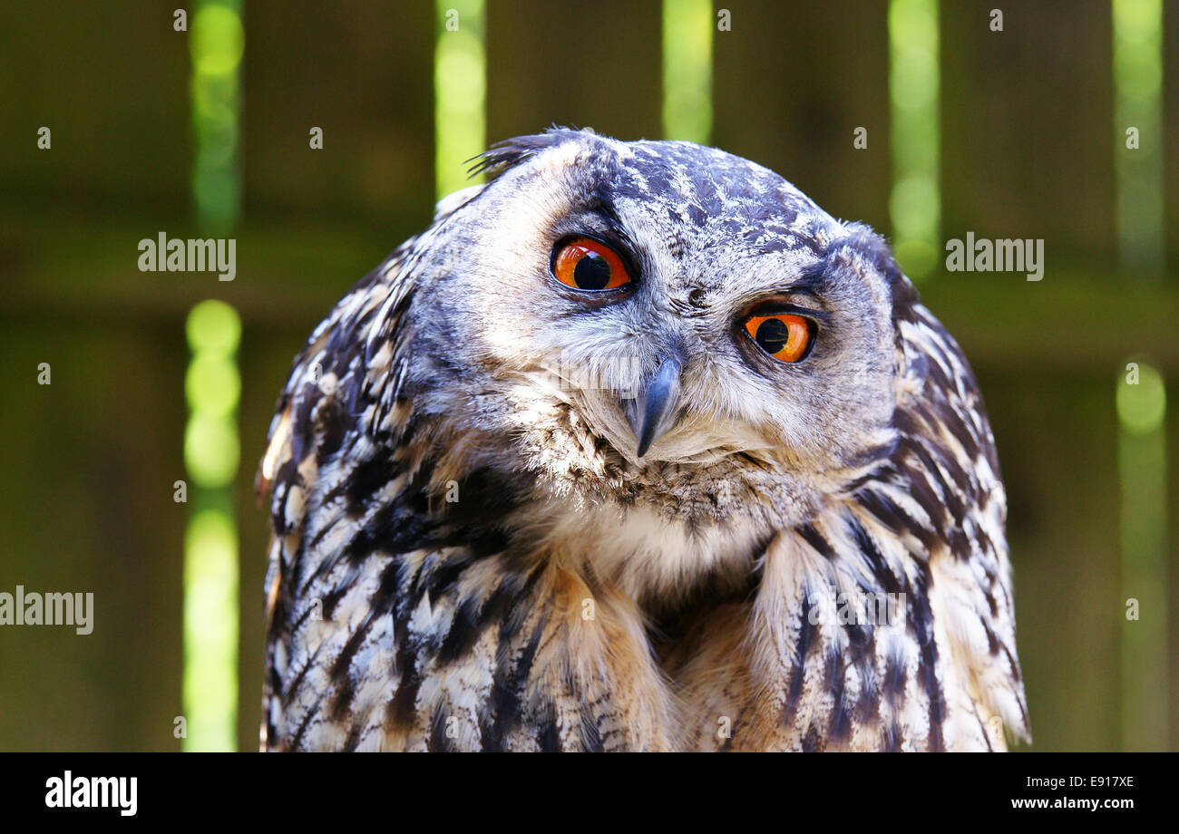 Fokus eule hi-res stock photography and images - Alamy