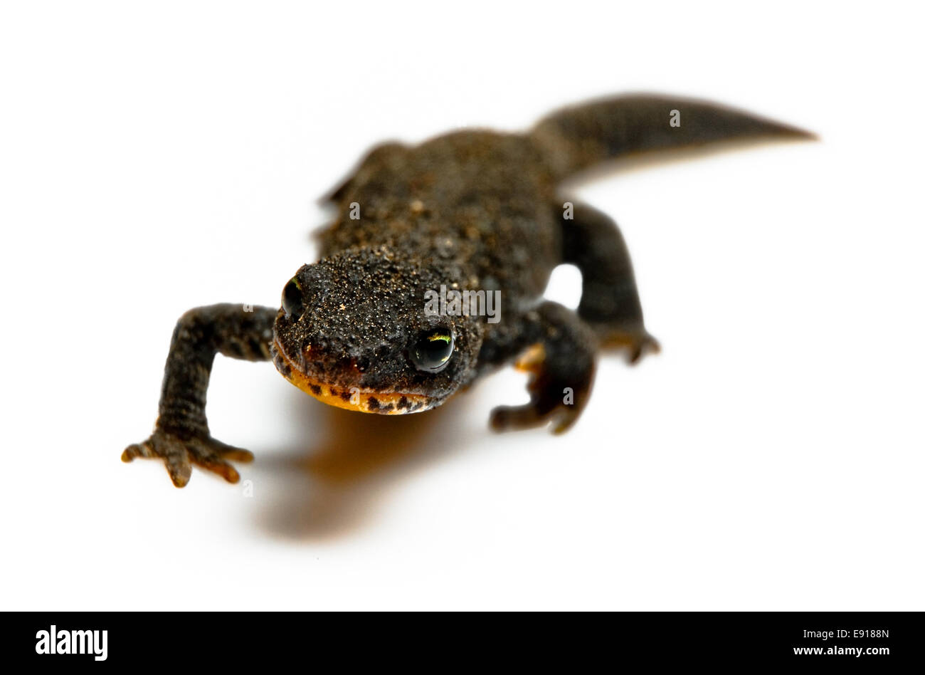 Triturus alpestris, newt Stock Photo - Alamy