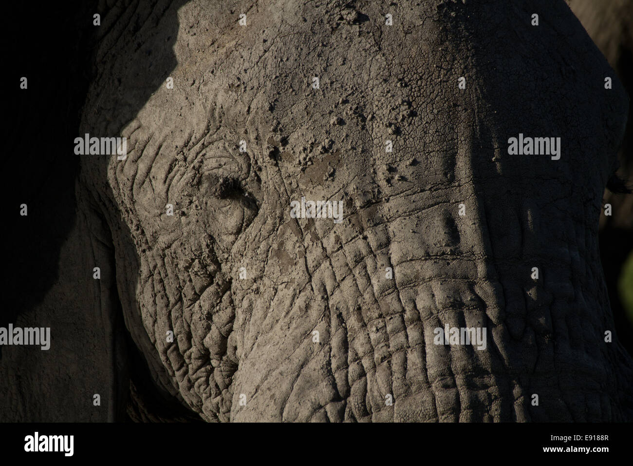 Elephant face hi-res stock photography and images - Alamy