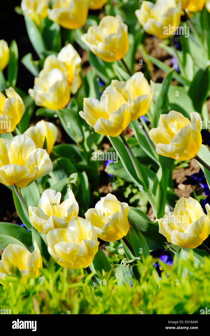 Rows of gorgeous tulips hi-res stock photography and images - Alamy