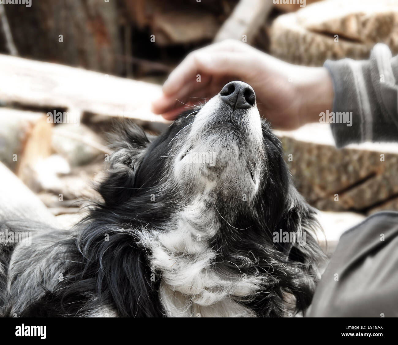 Hand caressing dog Stock Photo - Alamy