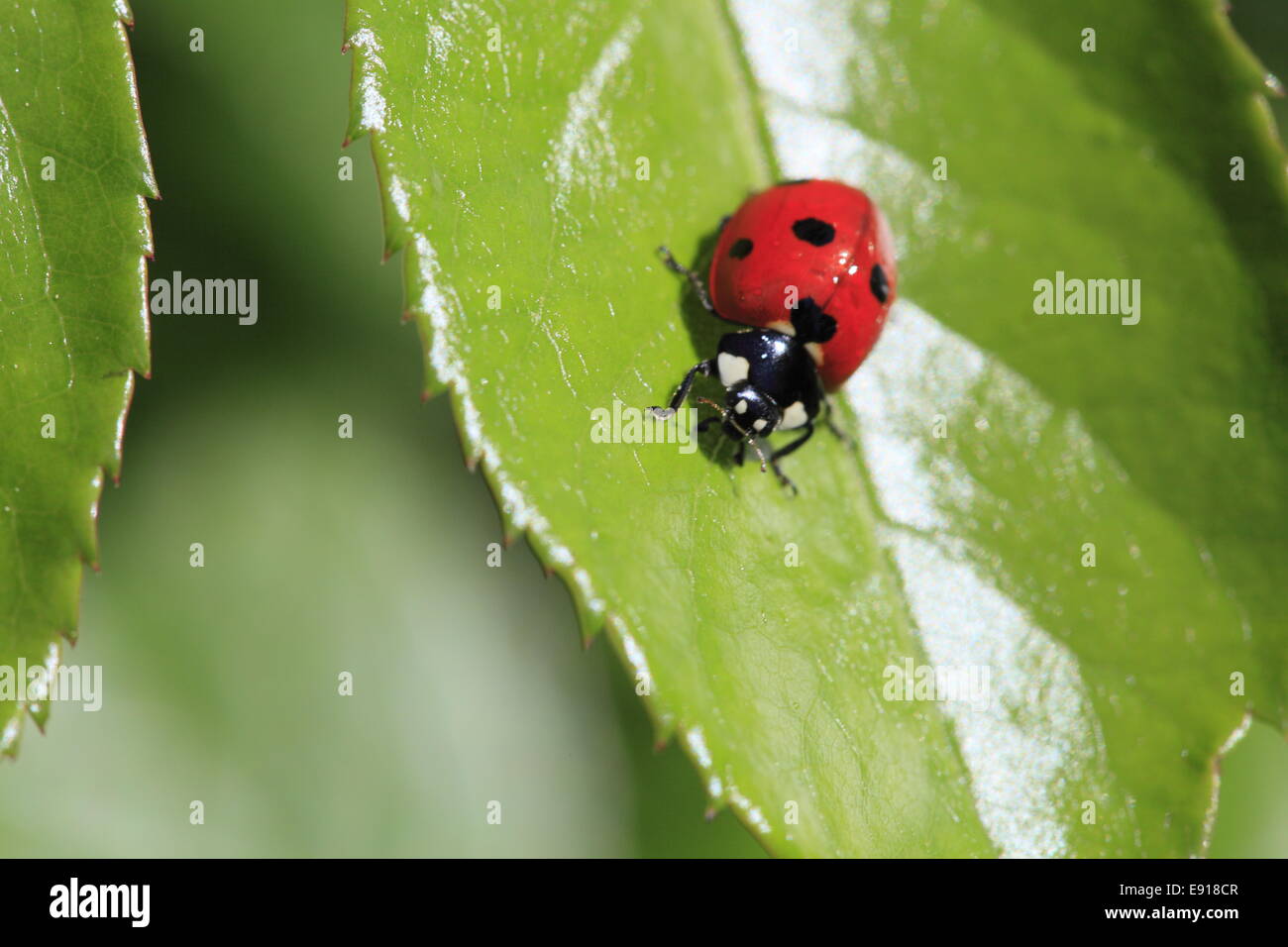 Makroaufnahme ladybug hi-res stock photography and images - Alamy