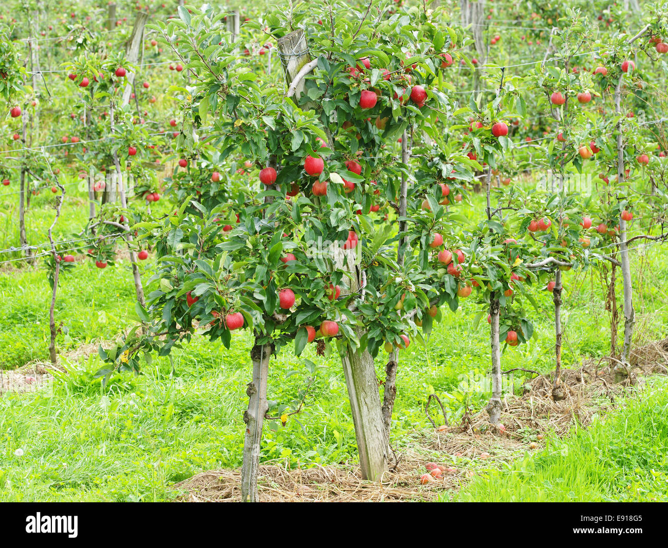 Garden with Apple Trees Stock Photo - Alamy
