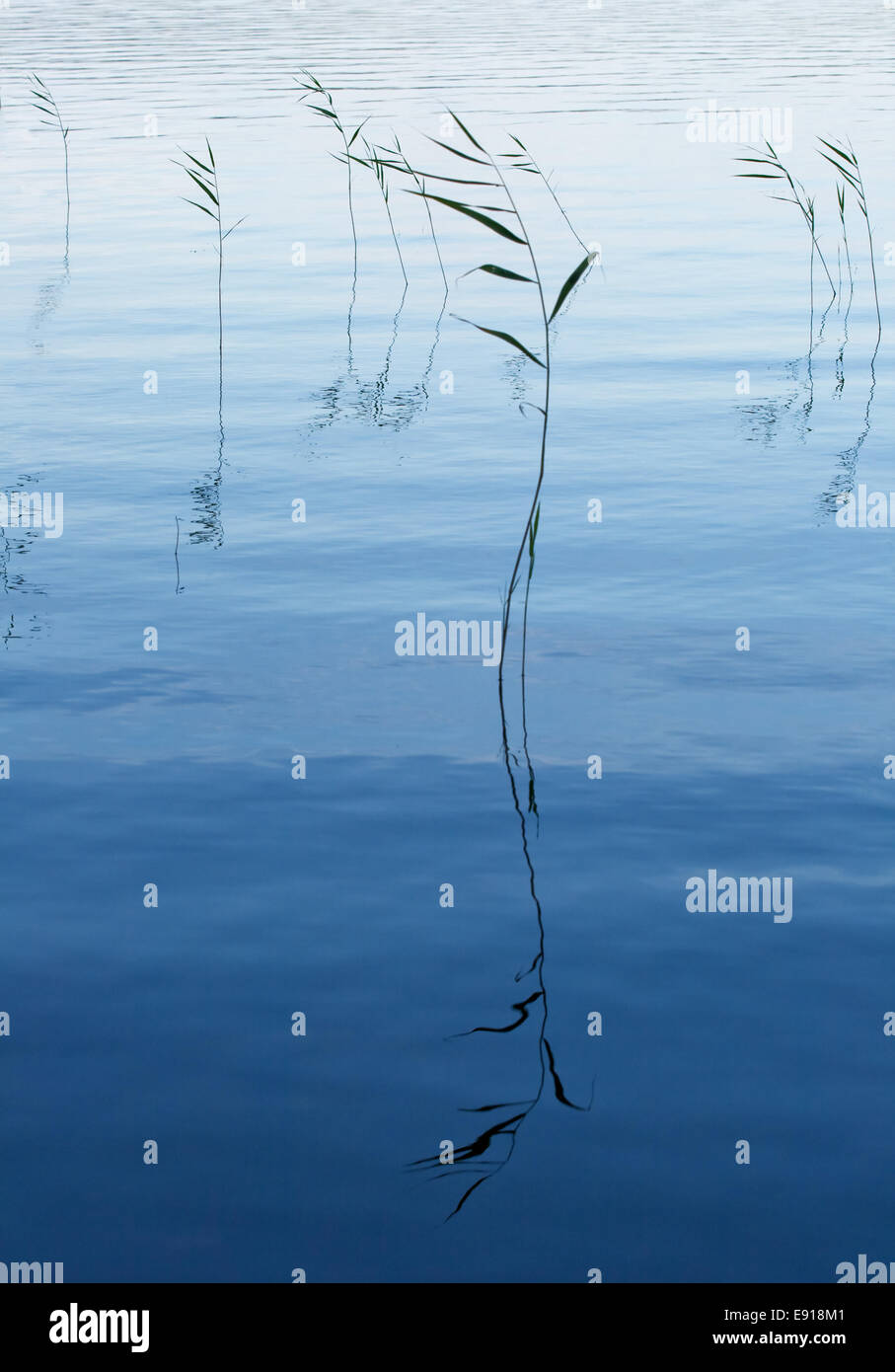 Lake weeds in water in the evening Stock Photo - Alamy