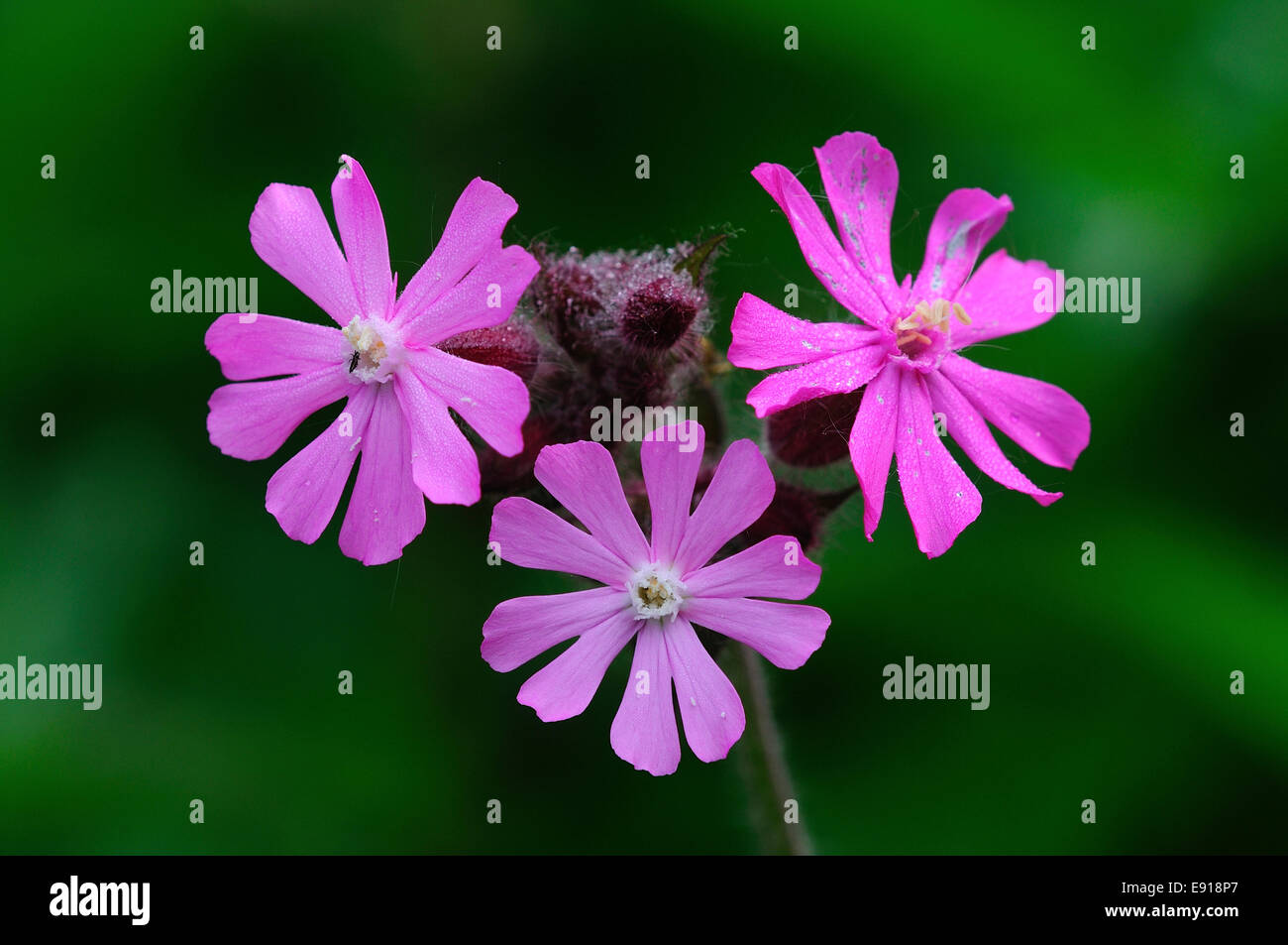 Red campion silene dioica perennial hi-res stock photography and images ...