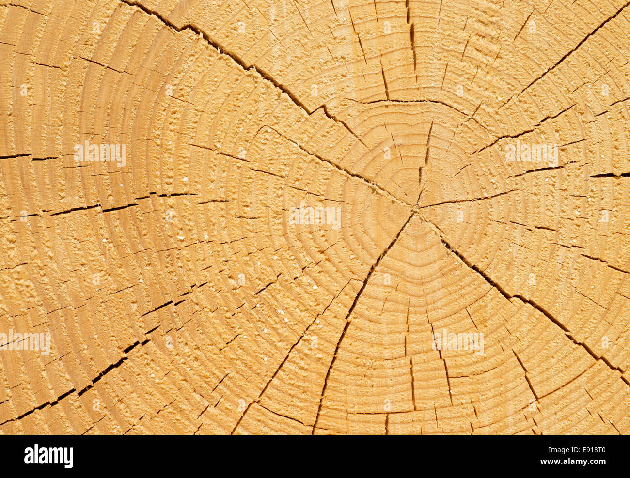 Tree Trunk close-up Stock Photo - Alamy