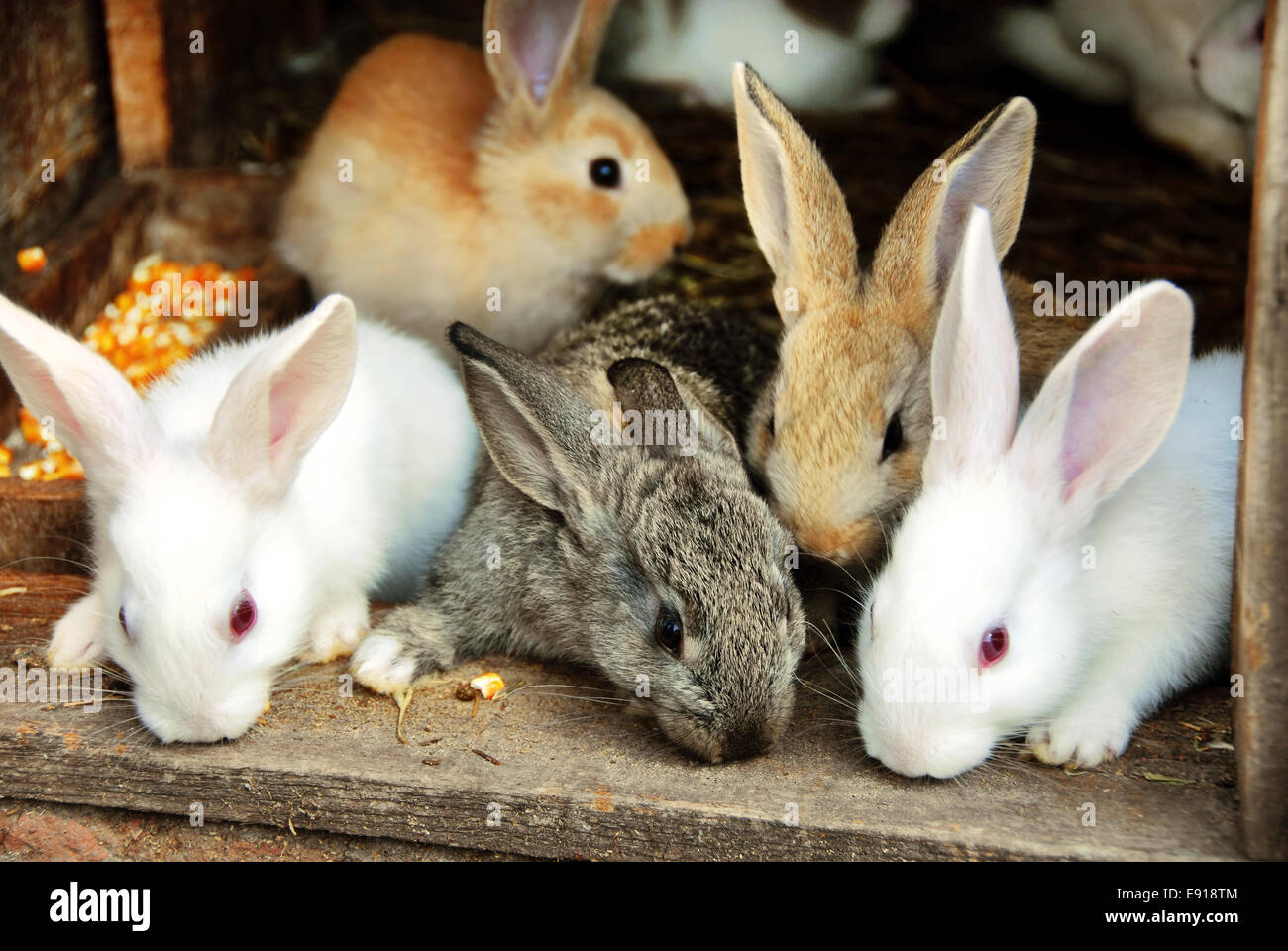 Rabbits Group High Resolution Stock Photography and Images - Alamy