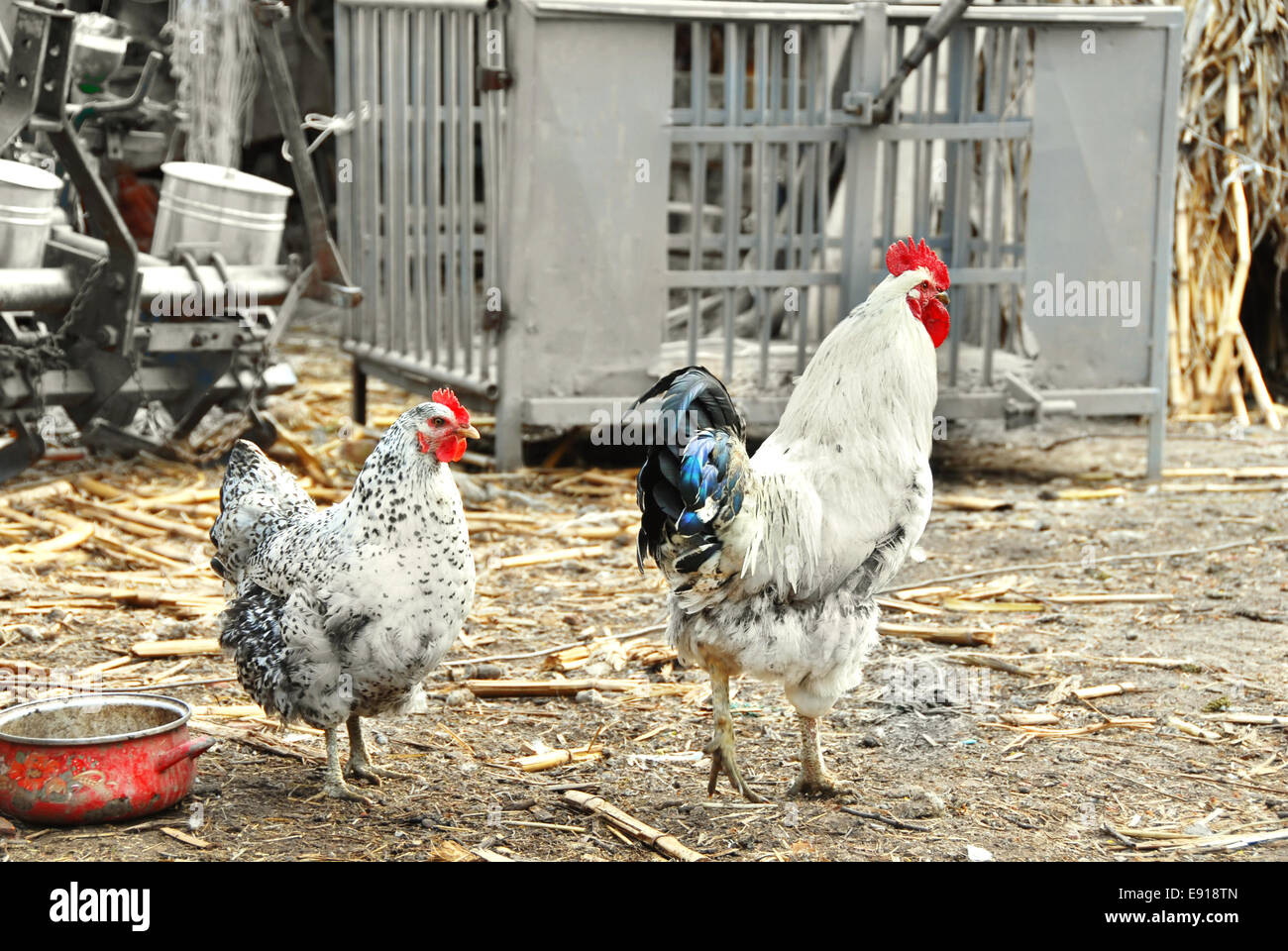 Hens in rustic farm yard Stock Photo - Alamy