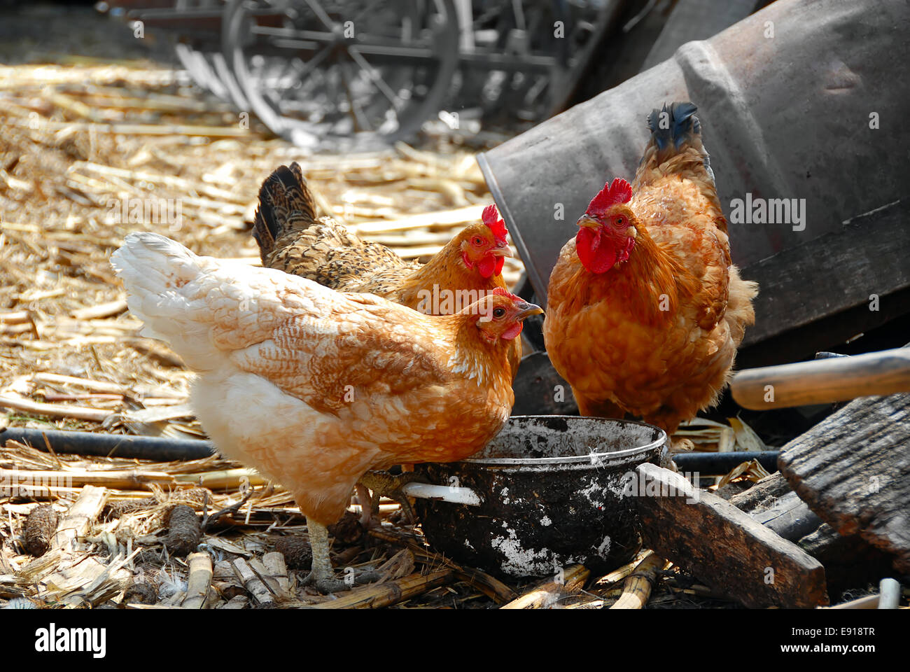 Hens in rustic farm yard Stock Photo - Alamy