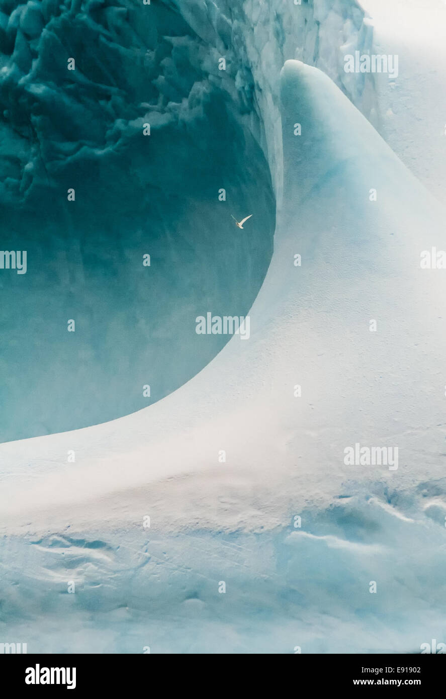 lone bird against iceberg Stock Photo - Alamy