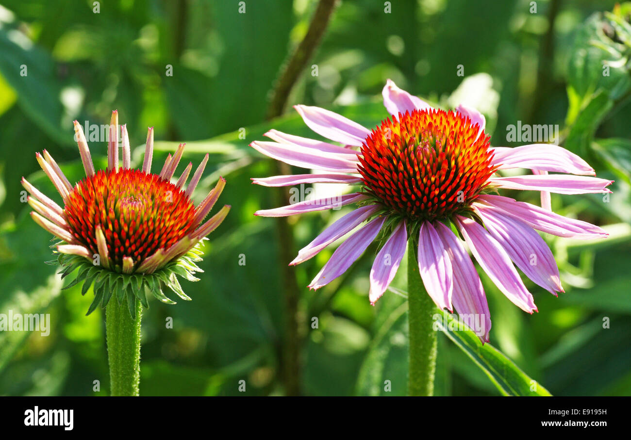 Echinacea purpurea close-up Stock Photo - Alamy