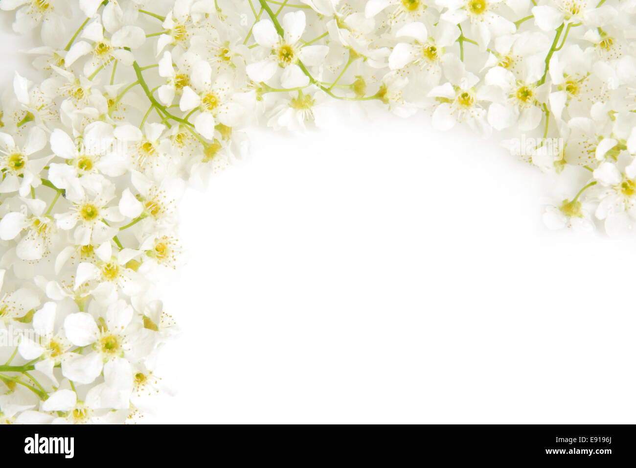 Branch of bird cherry Stock Photo - Alamy