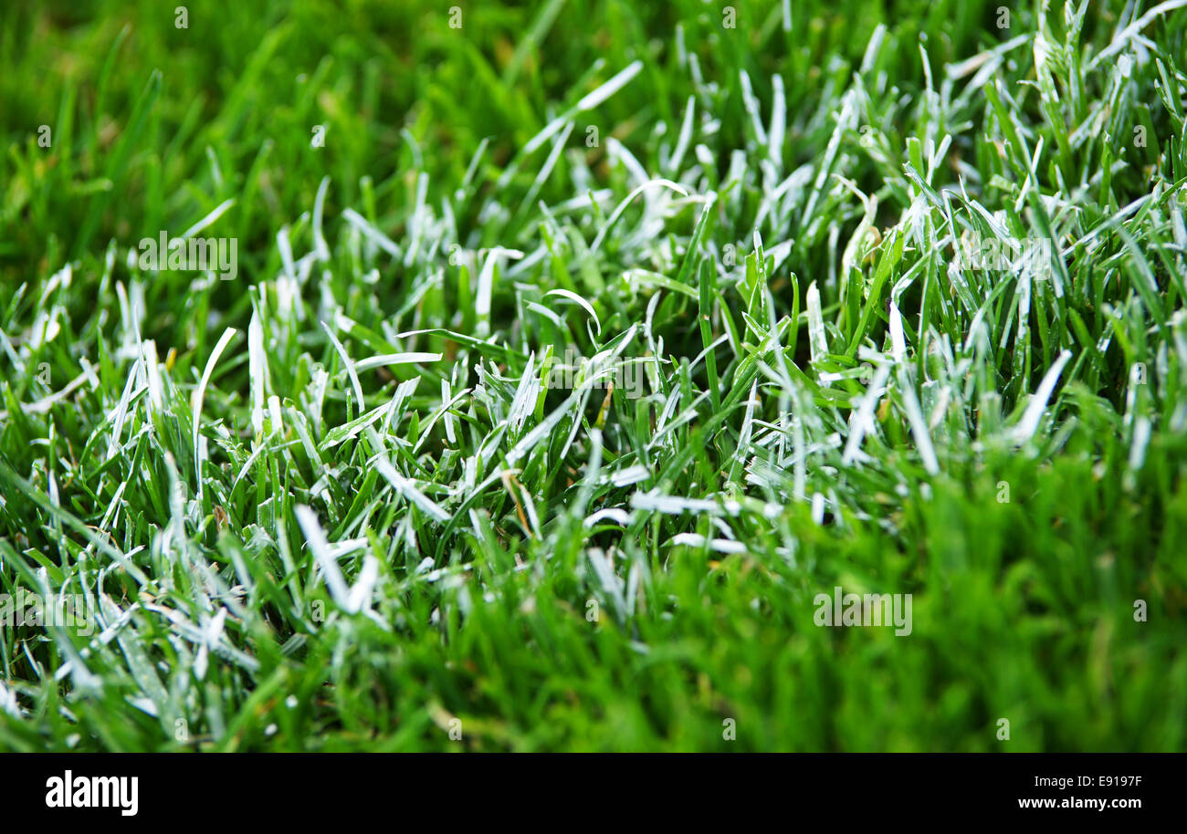 Soccer Grass close-up Stock Photo - Alamy