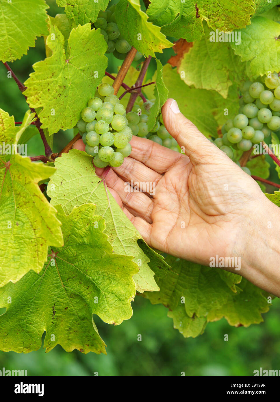 Vine Grapes with Hand Stock Photo - Alamy