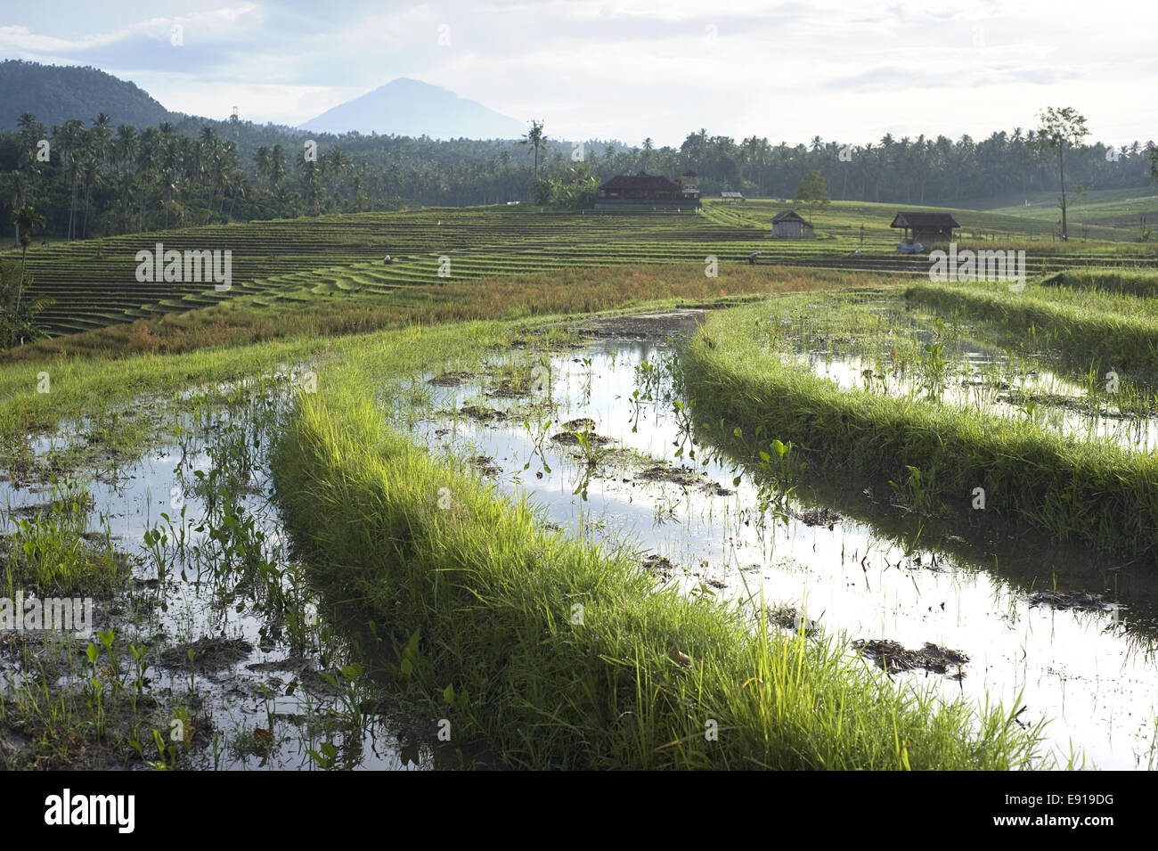 Panorama terraced rice field hi-res stock photography and images - Alamy