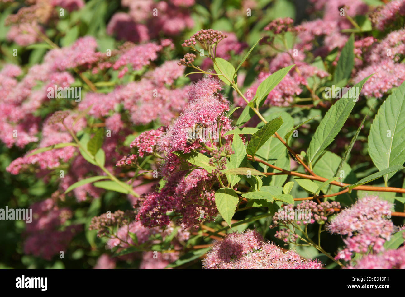 Spiraea x bumalda hi-res stock photography and images - Alamy