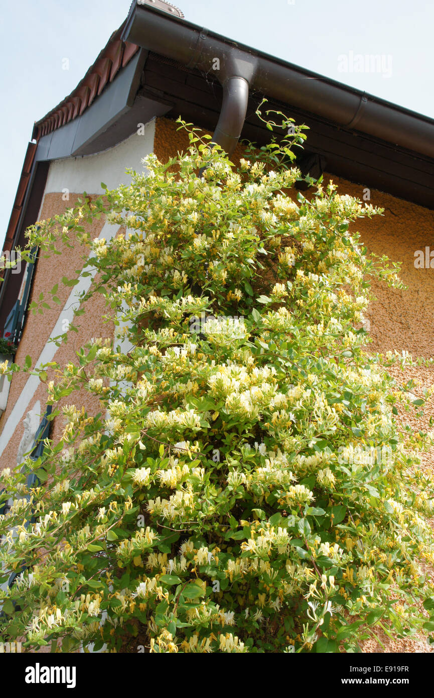 Pergola honeysuckle hi-res stock photography and images - Alamy