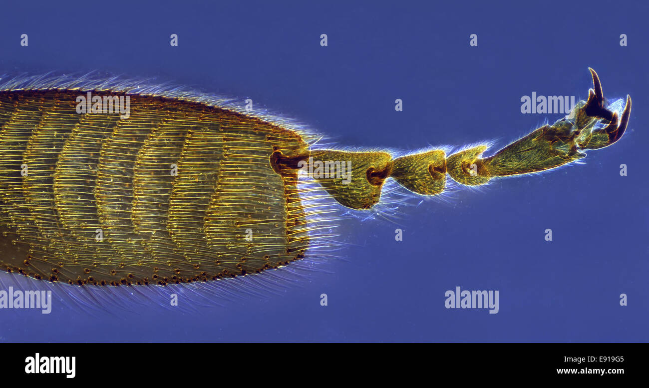 Microscope examination bee hi-res stock photography and images - Alamy